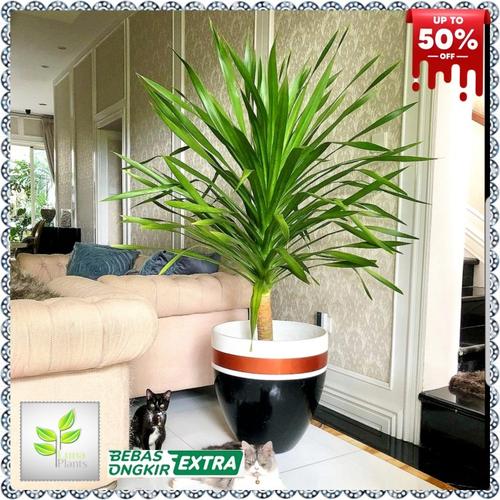 Jual Tanaman pandan bali/tanaman hias panda bali - Kab. Bogor ...
