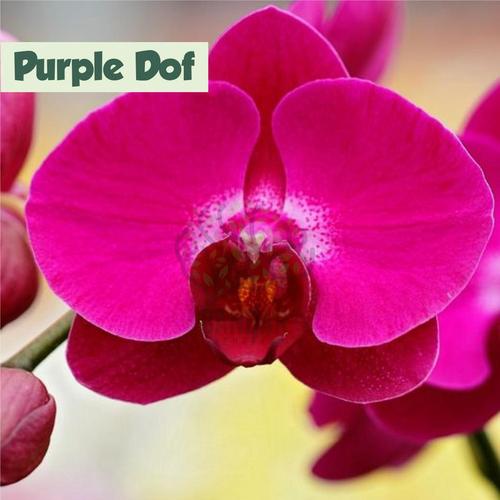 Jual Anggrek Bulan Remaja (IMPORT) Tanaman Bunga Langka Anggrek Premium ...