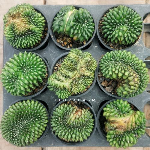 Jual Gymno Gymnocalycium Inermis Cristata Selected Form - D - Kota ...