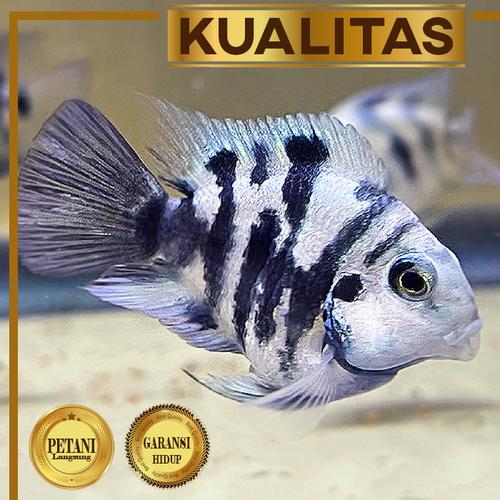 Jual Blue Polar Parrot Cichlid Ikan Hias Aquascape Hiasan Aquarium ...