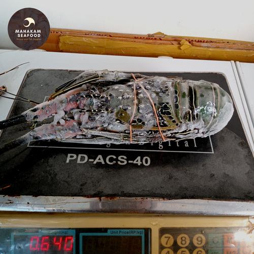 Jual Lobster laut fresh frozen Size 500 gram up - 1kg - Kab. Sidoarjo ...