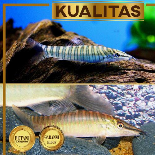 Jual Jumbo Botia Green Tiger Ikan Hias Aquascape Hiasan Aquarium ...