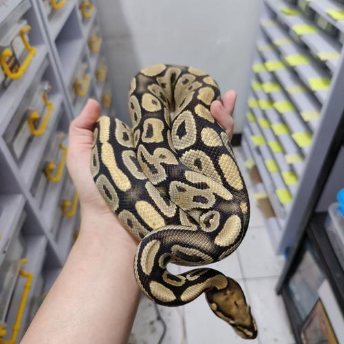 Jual Ball Python M Hypo Adult - Kota Bandung - papathio | Tokopedia