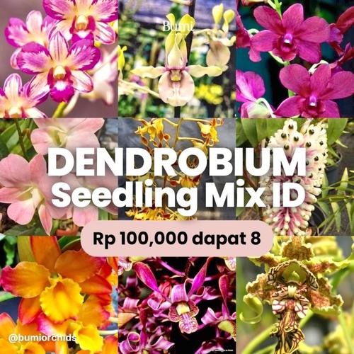 Jual Anggrek Dendrobium hybrid MIX ID seedling - BUMI ORCHIDS bunga ...