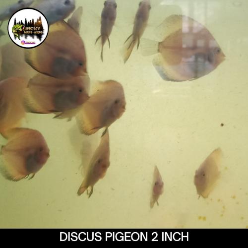 Jual IKAN DISCUS PIGEON 2 INCH - Kota Bekasi - RICKY MEN AER | Tokopedia