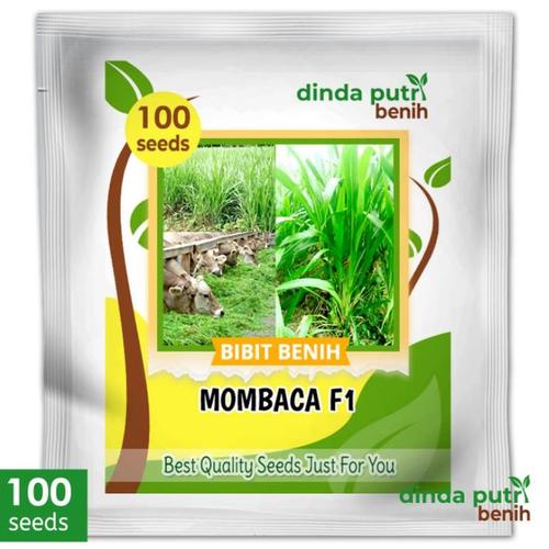 Jual BENIH RUMPUT MOMBACA F1 BIBIT PAKAN TERNAK SUPER / BIJI RUMPUT ...