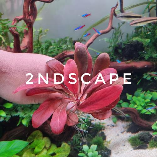 Jual Samolus parviflorus tanaman aquascape RARE - Kab. Sidoarjo - 2nd ...