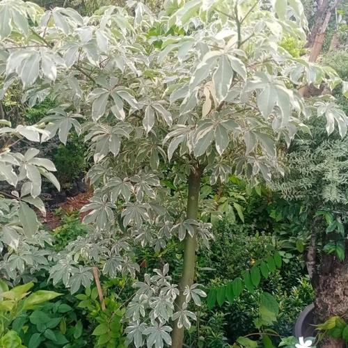 Jual Bonsai Randu Putih - Kota Bogor - Bumi Budaya | Tokopedia