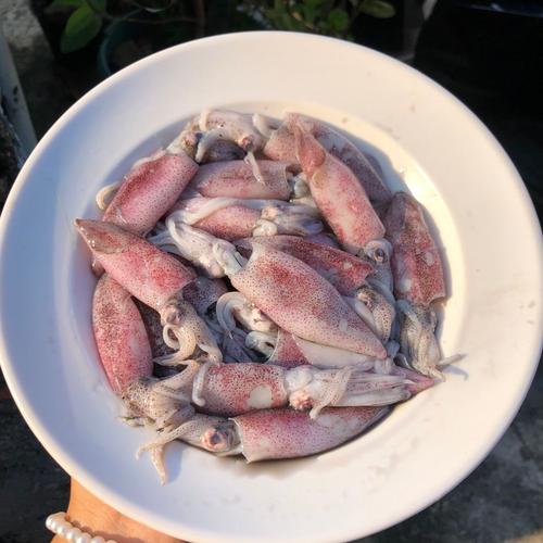 Jual Cumi Cumi Segar Ukuran Medium 1kg / Fresh Frozen Vacum Pack ...