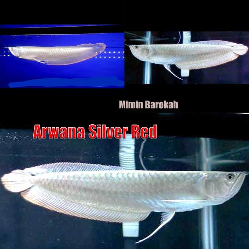 Jual Ikan Arwana Silver Red - Ikan hias arwana - ikan predator arwana ...