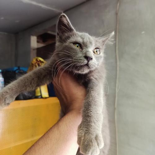 Jual Kucing British Long Hair, British Short Hair mix Scottish ...