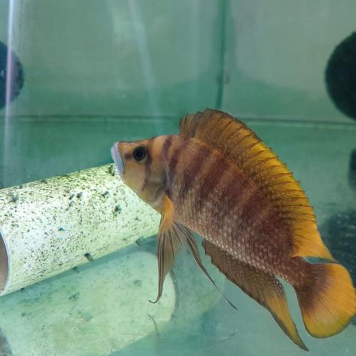 Jual Calvus fire fin - Kota Cimahi - Belajar online euy | Tokopedia