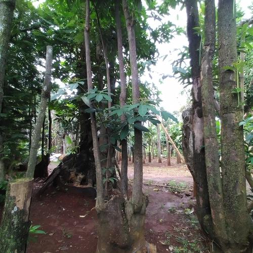 Jual pohon pule fosil | pule gruping | pule hitam - Jakarta Selatan ...