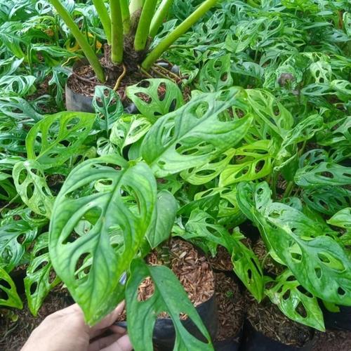 Jual Tanaman hias janda bolong - Tanaman Monstera janda bolong - Kab ...