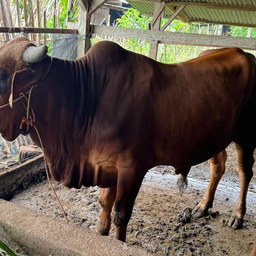 Jual sapi qurban 2024 - Kab. Tangerang - owner product | Tokopedia