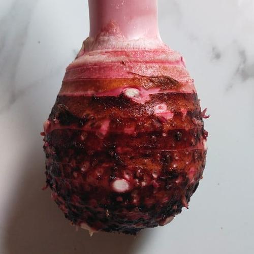 Jual talas bogor/talas ungu/talas pratama 3/talas ketan wangi - Kab ...