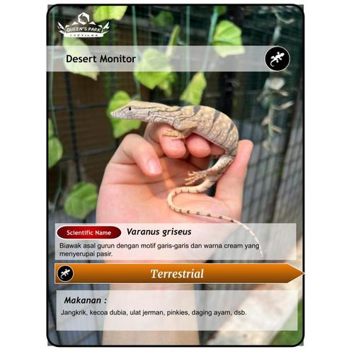 Jual Desert Monitor / Varanus Griseus / Biawak Gurun - Jakarta Barat ...