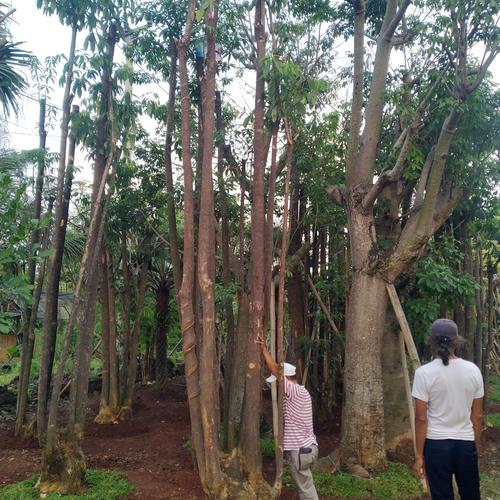Jual pohon pule fosil | pule gruping | pule besar siap tanam - Jakarta ...