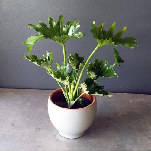 Jual Tanaman Hias Indoor Pohon Dendrum Daun Philodendron Selloum Hiasan ...