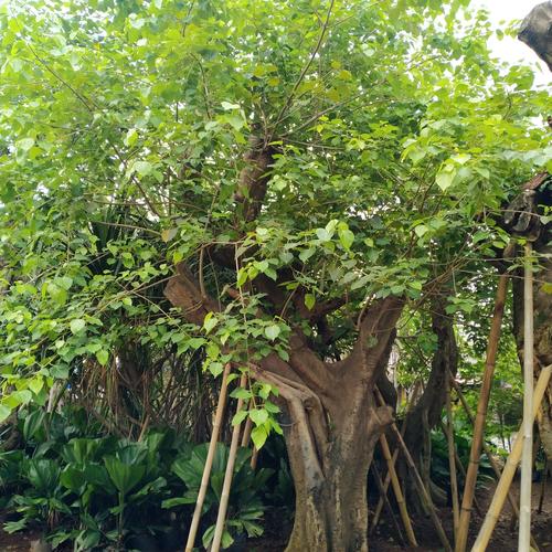 Jual pohon bodhi budha besar rimbun | pohon pelindung - Jakarta Selatan ...