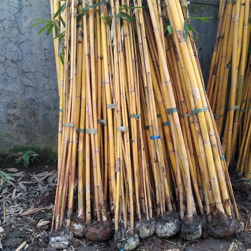 Jual pohon bambu | bambu panda | bambu kuning - Jakarta Selatan - Pohon ...