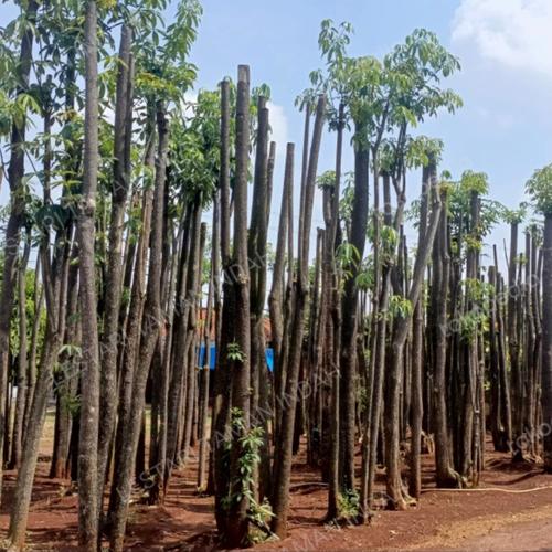 Jual Pohon Peneduh pohon Pule Grouping 2-4 batang - Kab. Bogor ...