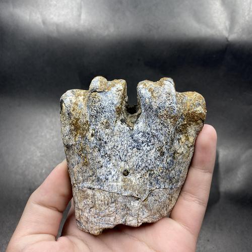 Promo NEWLY DISCOVERED | RARE | Glacial Leg Bone Bison Fossil Tulang ...