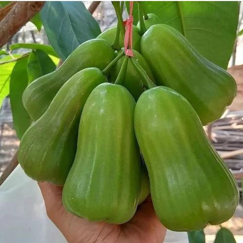 Jual bibit tanaman jambu air green giant pohon jambu green giant ...