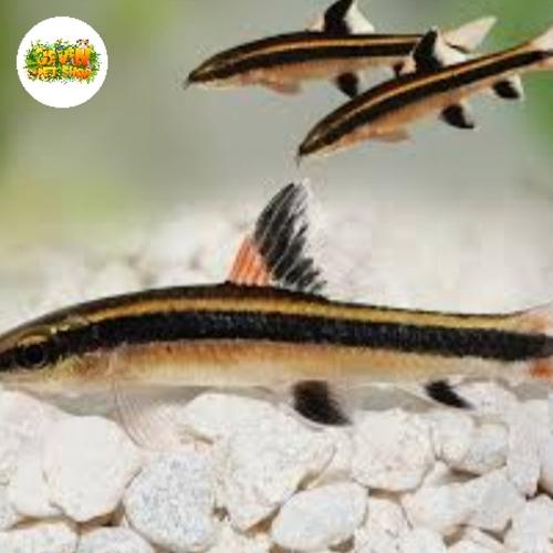 Jual Flying Fox Fish - Kota Medan - JEVIN PETSHOP | Tokopedia