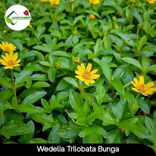 Jual tanaman hias wedelia bunga kuning - Wedelia Trilobata Bunga - Kota ...