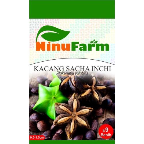 Jual BENIH KACANG SACHA INCHI - KACANG INCA - KACANG GUNUNG - NINUFARM ...