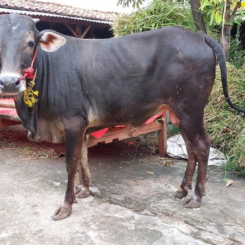 Jual Sapi Qurban Murah / Sapi Jawa, Pegon, PO, Madura, Simental, Limousin Bali, Kupang, dll ...
