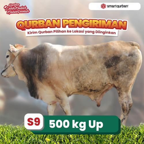 Jual Qurban Sapi Smartqurban S9 - Smartqurban Kirim - Kota Surabaya - Smartqurban | Tokopedia
