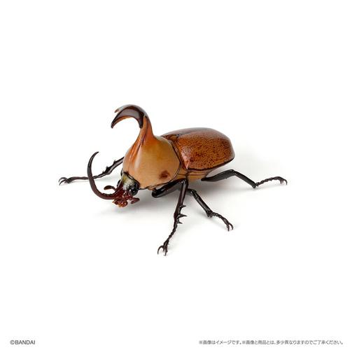Jual Bandai Gacha Beetle 06 Diversity of Life - HOODED RHINO BEETLE ...