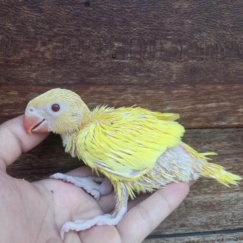 Jual baby IRN Lutino/lolohan burung Indian Ring Neck lutino - Kota ...