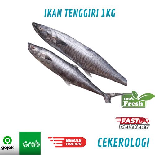 Jual Tenggiri 1kg / Ikan Tenggiri 1kg / Ikan Tenggiri Segar / Tenggiri ...