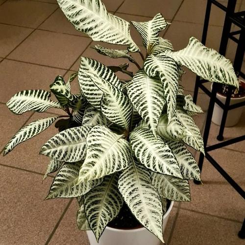 Promo Tanaman Aphelandra / Zebra Plant / Aphelandra Squarrosa ...