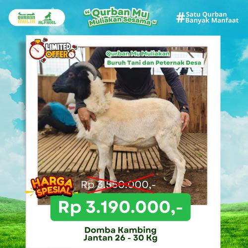 Jual Hewan Qurban Domba / Kambing Kurban Bobot -/+30 kg Jantan - Full Penyaluran - Jakarta Timur ...