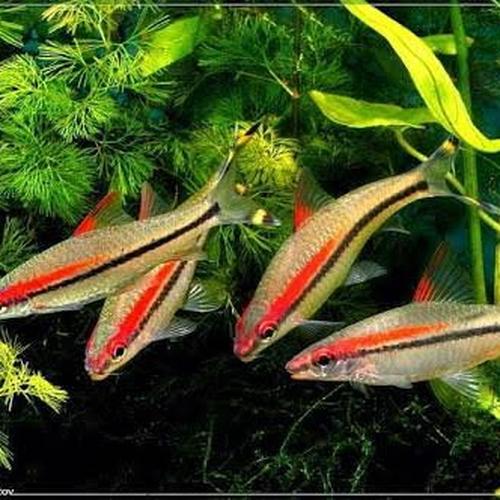 Jual puntius denisoni ukuran 6cm - Jakarta Barat - SINAR MUTIARA ...