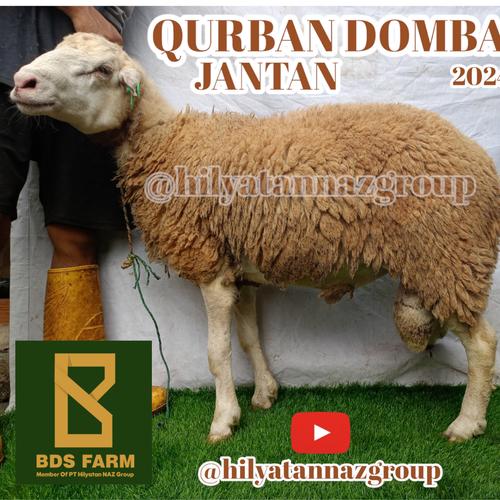 Jual domba jantan qurban / kambing jantan qurban 2024 / domba kurban ...