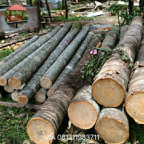 Jual pohon kayu glugu/pohon kayu kelapa masih utuh panjang 3m batang ...
