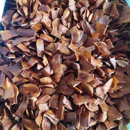 Jual Benih Mahoni - Min 10 kg - Kab. Bogor - aneka tani nusantara ...