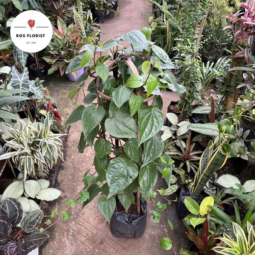 Jual TANAMAN HERBAL SIRIH HIJAU OBAT - Kecil - Kab. Tangerang - ROS ...