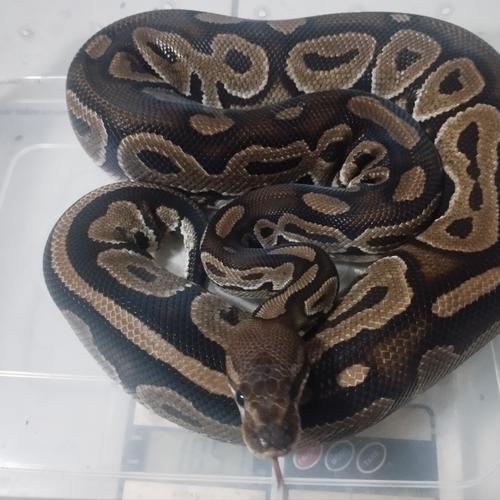 Jual ball python female Cinnamon jumbo - Kota Depok - Tikus Putih Depok ...
