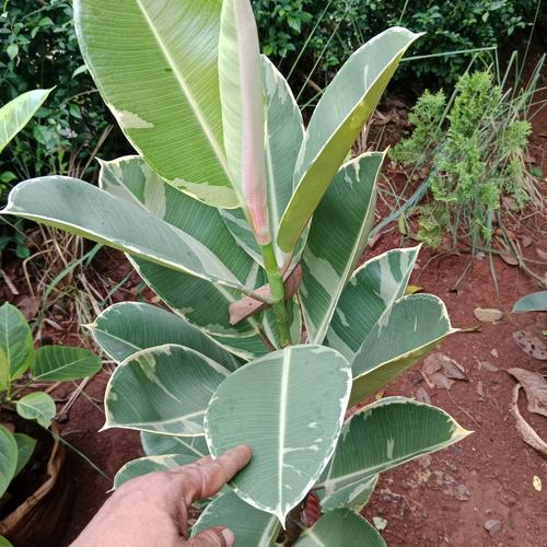 Jual tanaman hias karet kebo variegata putih - Kab. Bogor - Taman hias ...