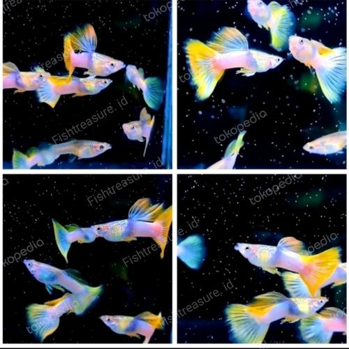 Promo Ikan Hias Guppy Metal Yellow - betina - Kota Depok - Fishtreasure. id | Tokopedia