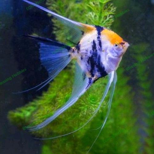 Jual Ikan Manfish Red Koi Slayer - Kab. Bogor - Blessing Hobbies ...