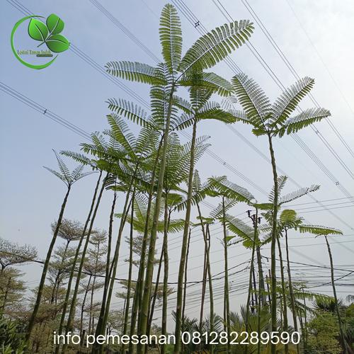 Jual tanaman hias pakis brazil tinggi 4 meter pohon pakis brazil 4 ...