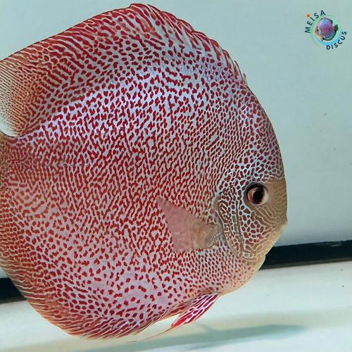 Jual Ikan Discus Super Panthera 5,5" Import from Malaysia - Kota Bekasi ...