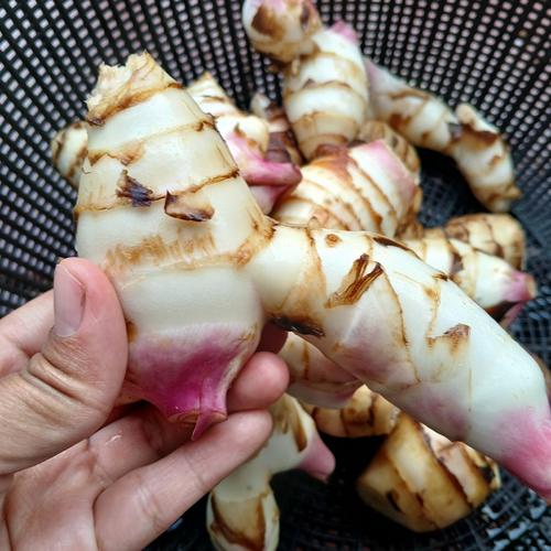 Jual ready umbi ganyong 1 kg makanan jadul - Kab. Pangandaran - ubar ...